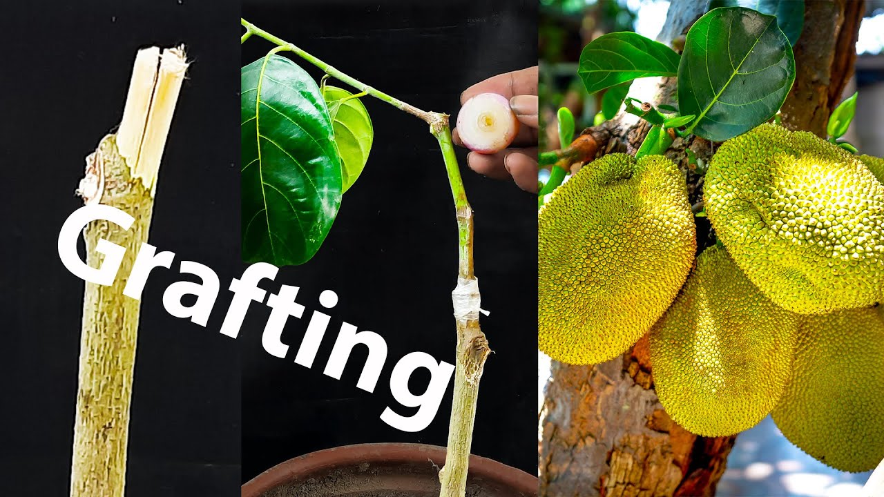 The method of growing jackfruit tree in a jackfruit cutting with mango tree // grafting system ...