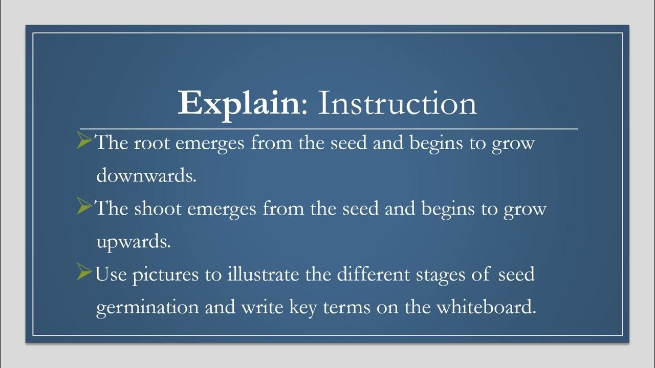 Observing Seed Germination | Lesson Plan Ideas | Grade 3: Term 3 Unit 1 ...