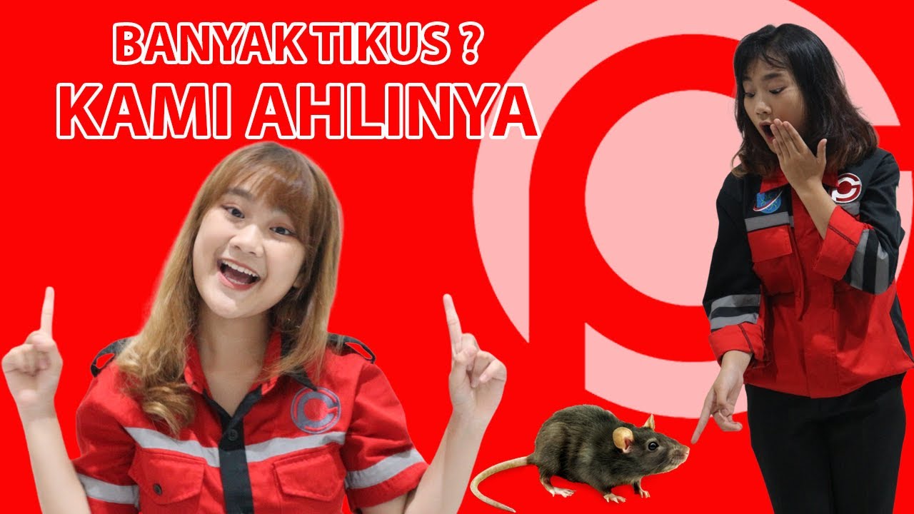 Jasa Pembasmi Tikus di Bali : 0813 1344 4221 Teknis Pengendalian Tikus ...
