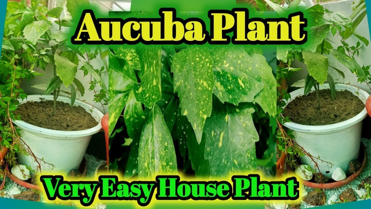 How to grow Aucuba plant || Aucuba japonica plant || Easy indoor house ...