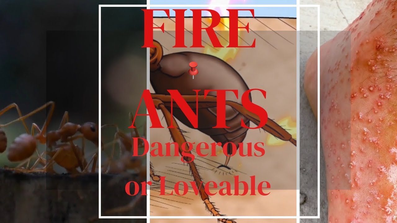 fire ants documentary | fire ants Dangerous or Loveable. - YouTube
