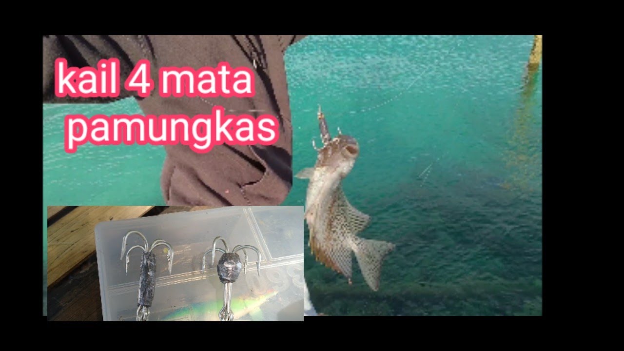 Kail 4 mata, tanpa umpan yang di takuti penghuni laut - YouTube