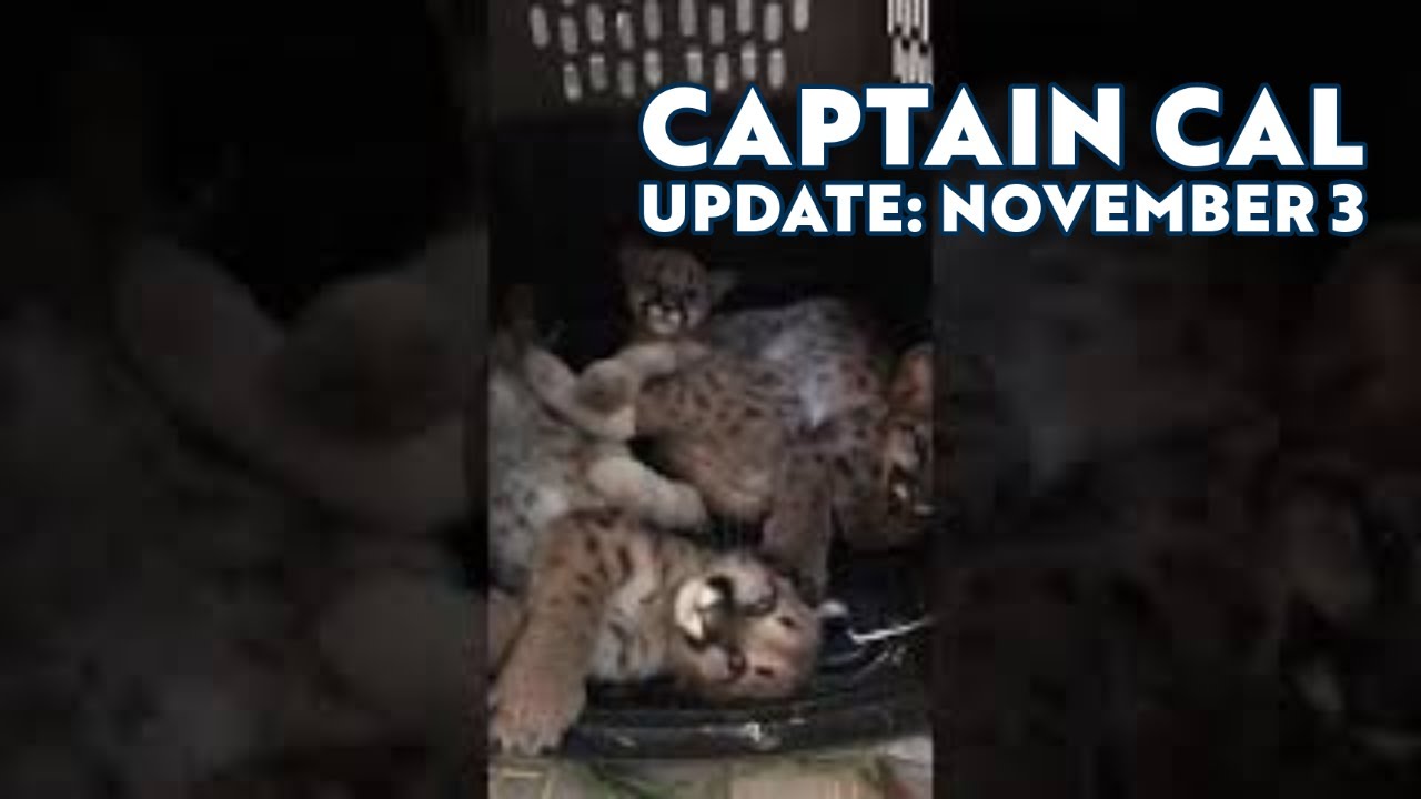 Captain Cal Update: November 3 - YouTube