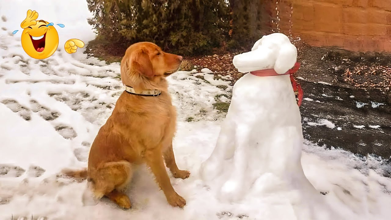 Smartest Pets Ever Super Smart Pets Compilation😂😂Best Of The 2024 Funny ...