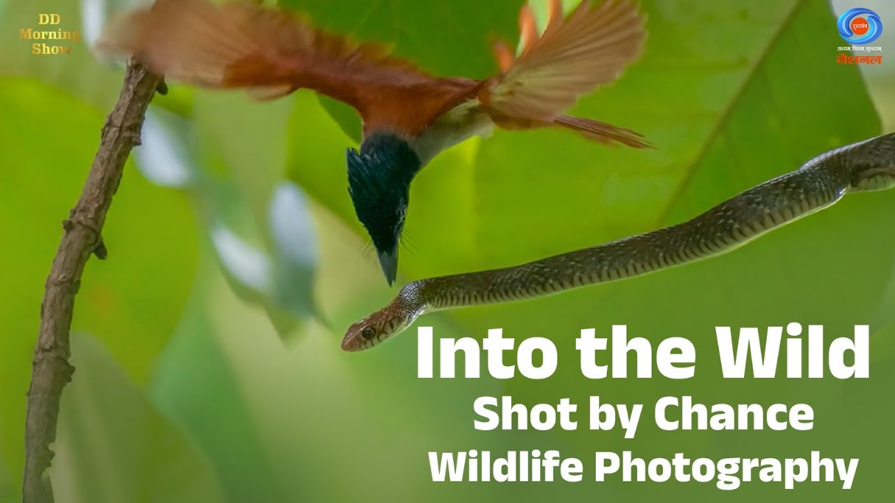 DD Morning Show | Into the Wild | Shot by Chance | Wildlife Photography ...