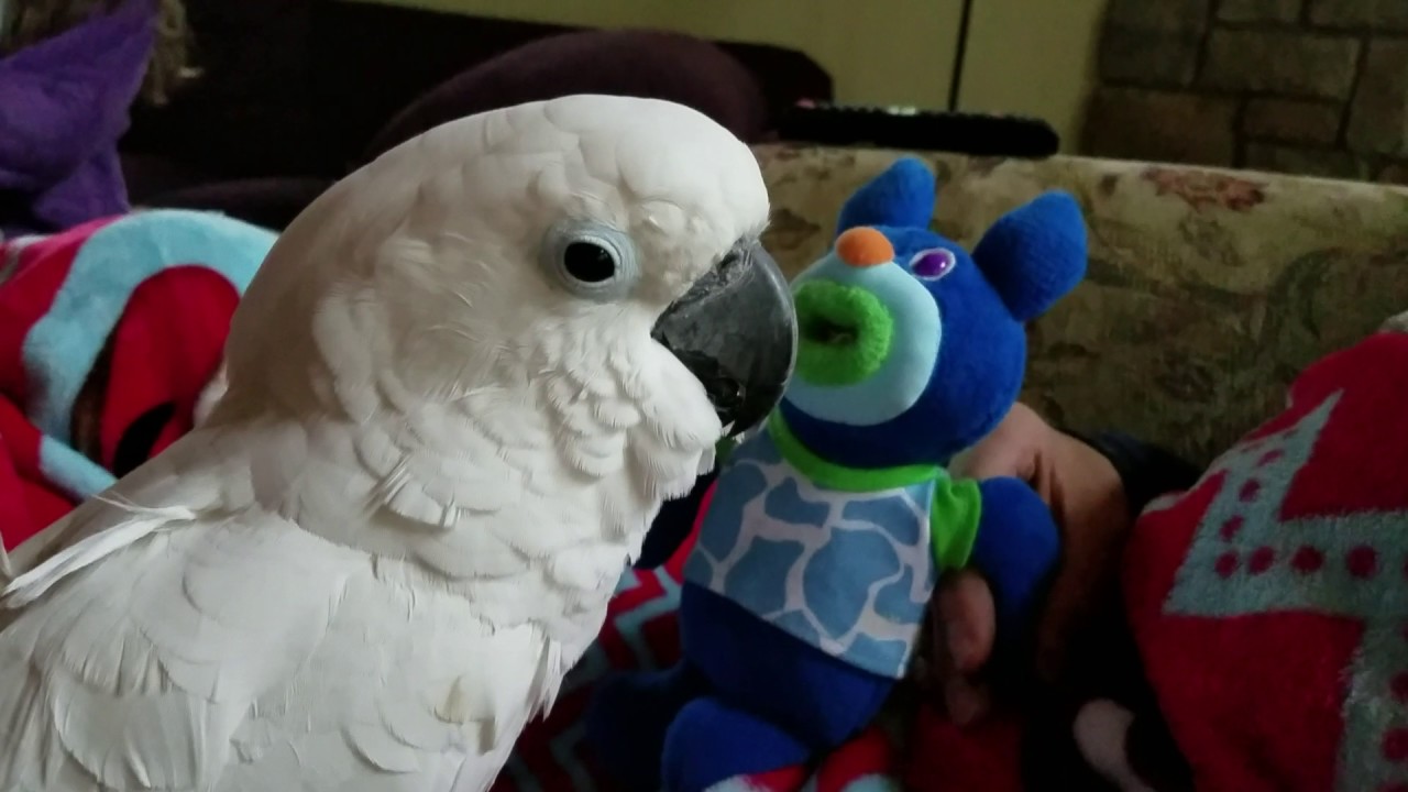20170429 Mr Darcy Cockatoo plays with ThingAmaJig toy - YouTube