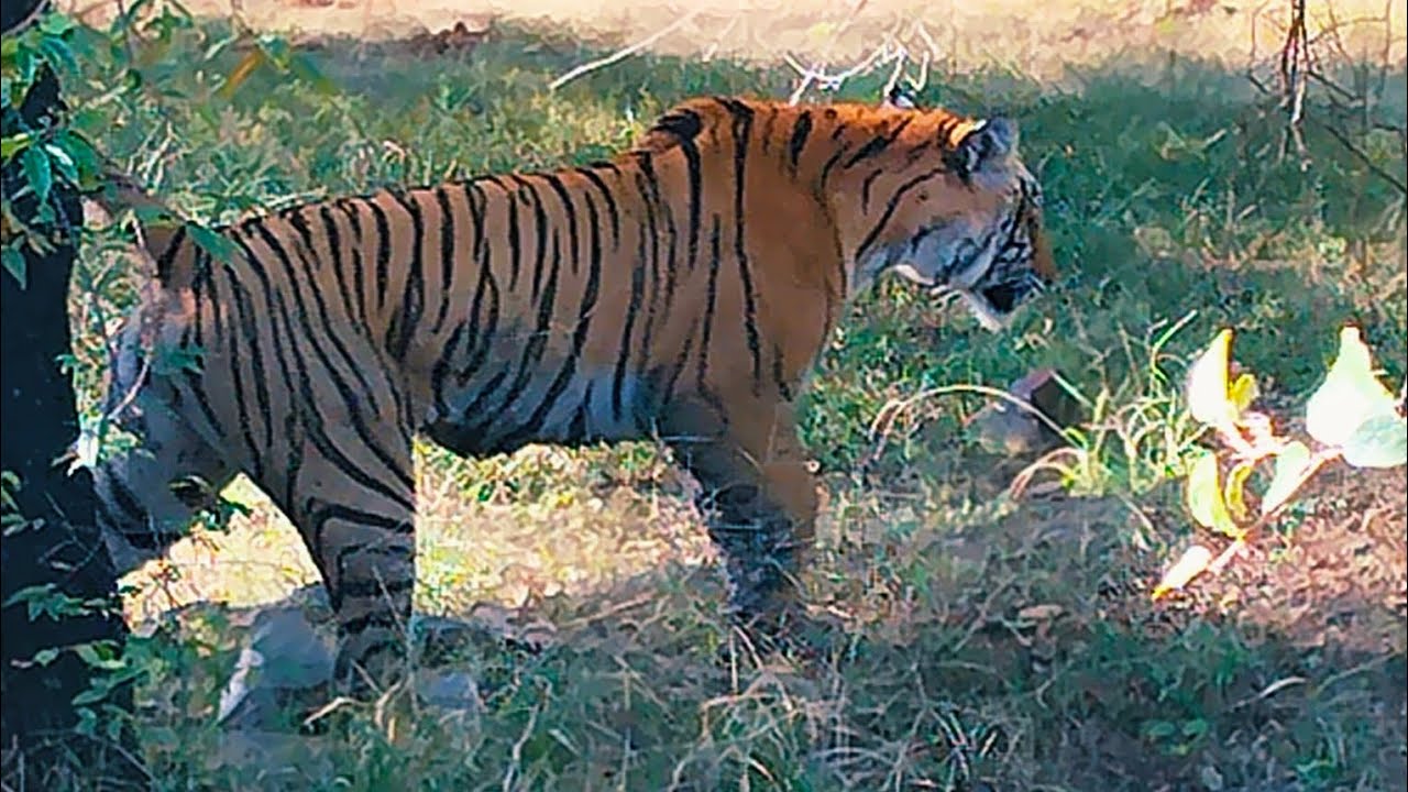 Ranthanbore Tiger Reserve Zone 10 Tiger sighting T 108 Jay #ranthambore ...