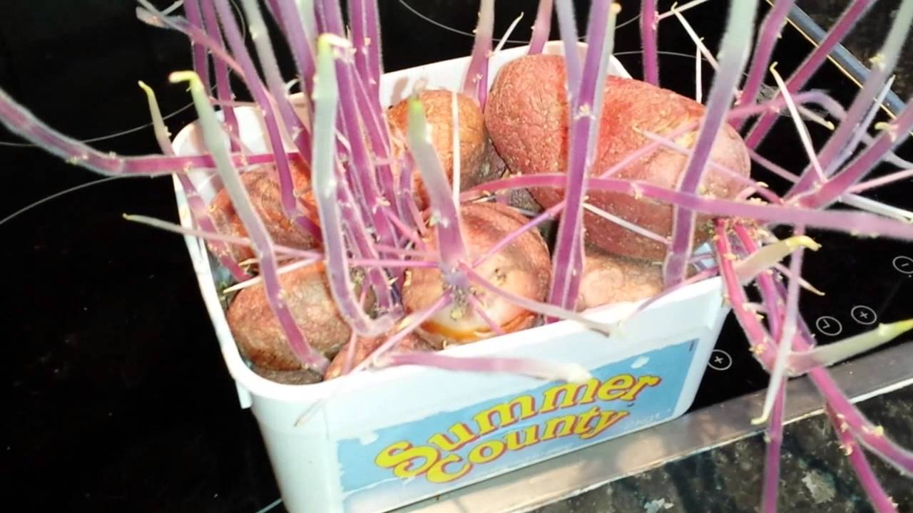 Red potatoes sprouting - YouTube