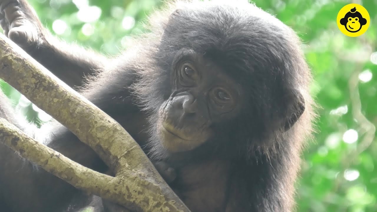 Grooming behavior between mother and offspring of wild bonobos ...