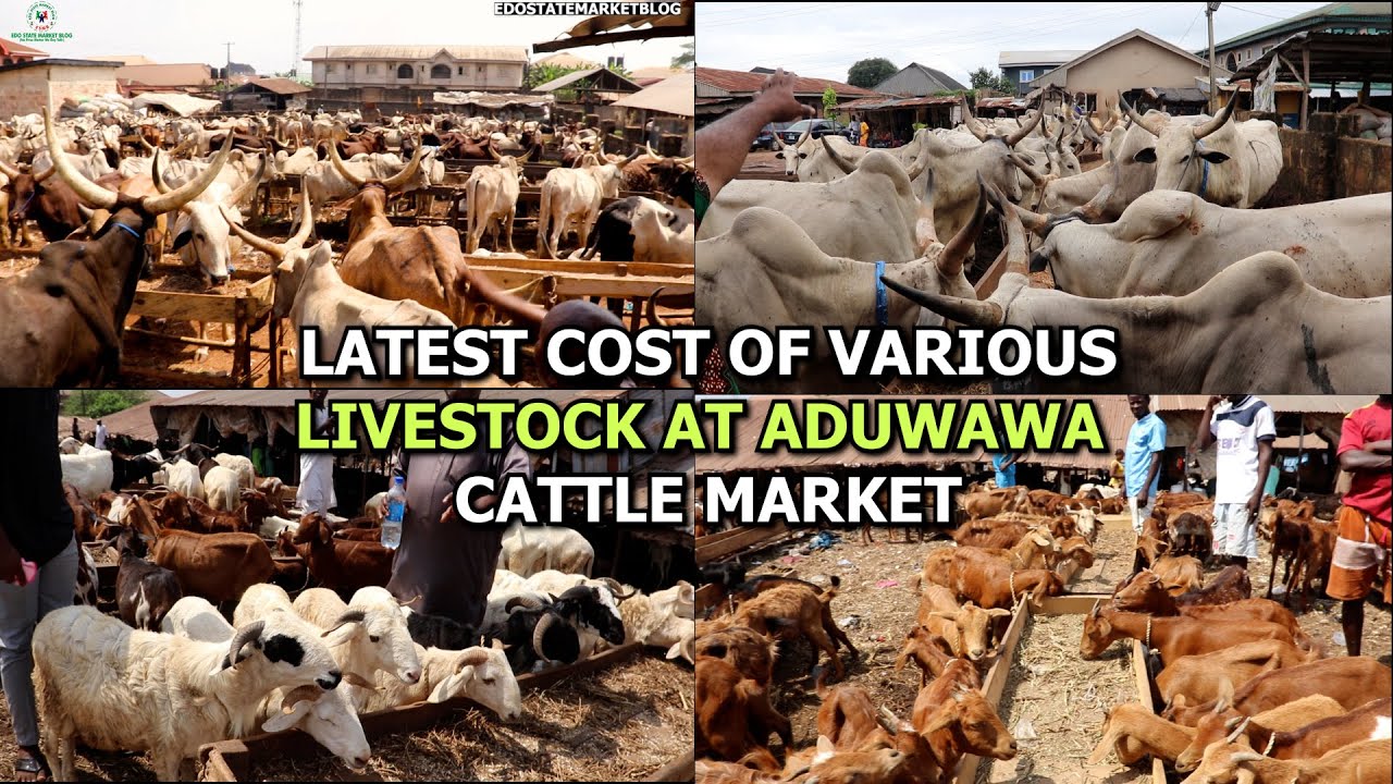 COST OF COW GOAT RAM AND NATIVE GOAT AT ADUWAWA CATTLE MARKET IN BENIN ...