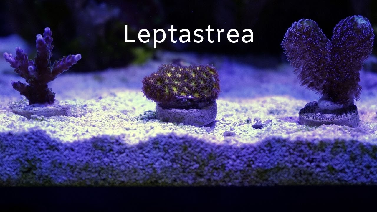 Leptastrea - Coral Care - YouTube