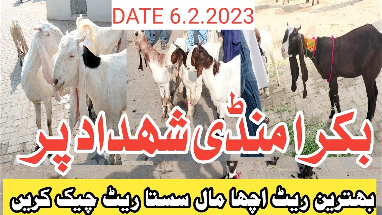 BAKRA MANDI SINDH: Today's Rates Update at Shahdadpur Market - YouTube