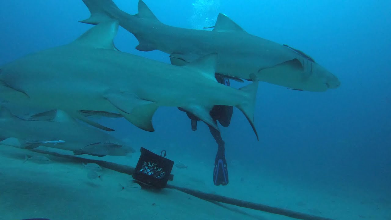 Lemon Shark diving experience - YouTube
