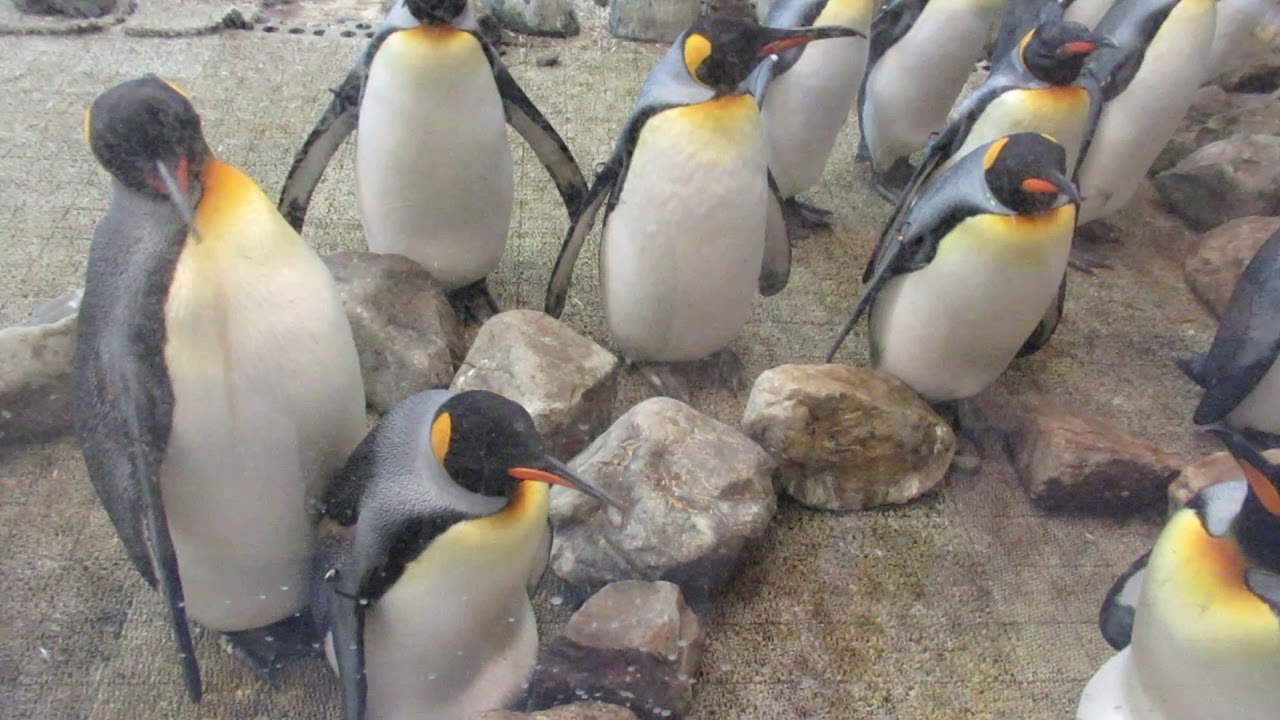 #2-13 Jan 2018 King penguin at Adventure world, Japan - YouTube