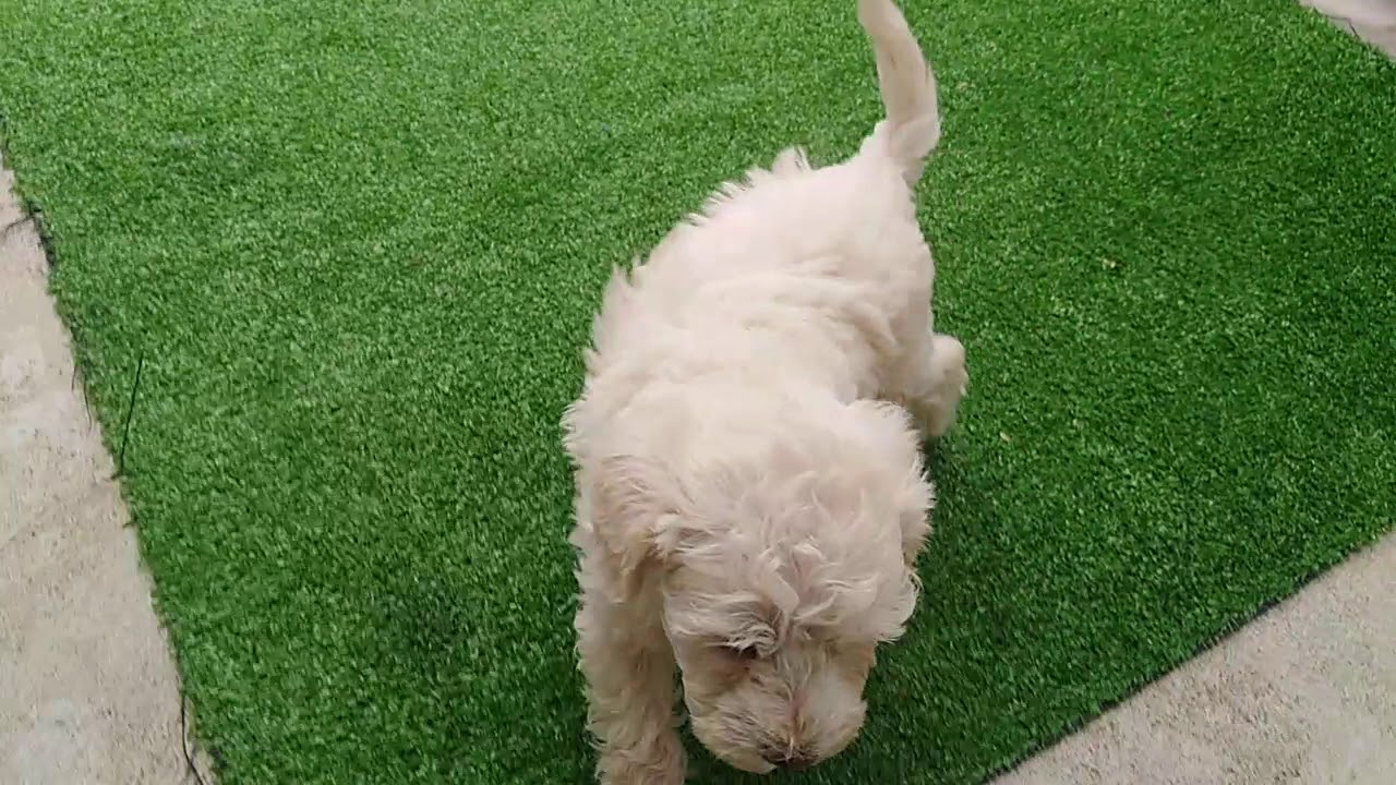 Schnoodle Puppies - 2nd Gen 2020 - YouTube