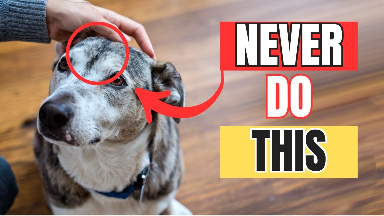 5 Things Dogs HATE More Than Being PICKED UP - YouTube