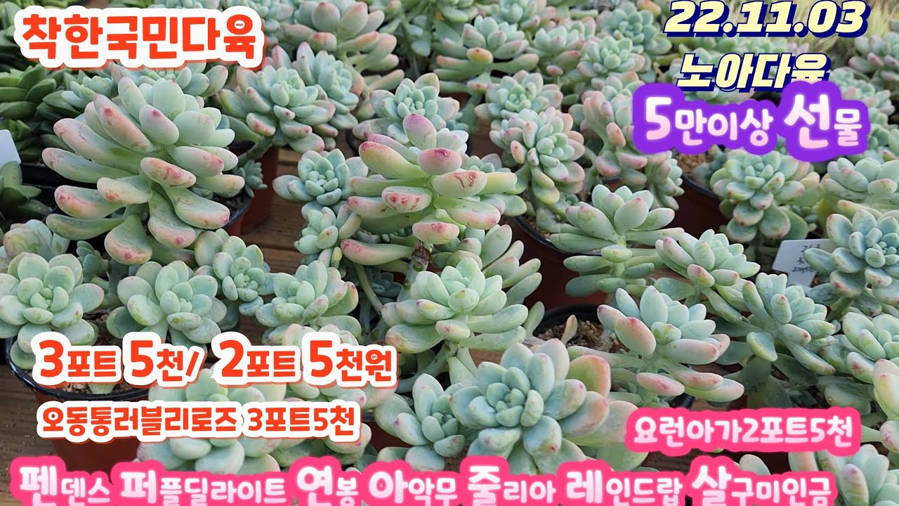 노아다육1탄2포5천3포트5천원묵어서 이쁜아가들 착하게러블리로즈큼직하고묵은라울백봉홍용월퍼플딜라이트언성홍옥