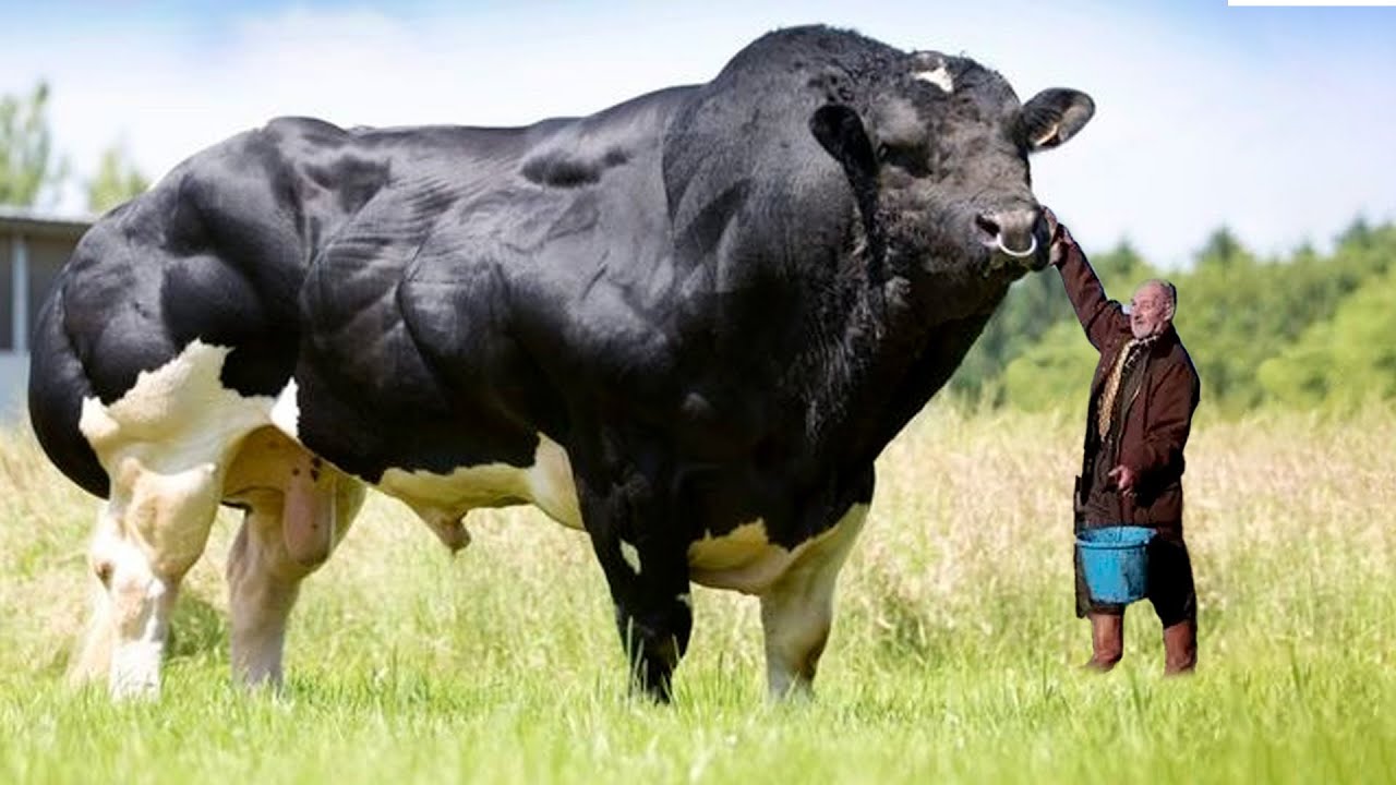 CONHEÇA O MAIOR E MAIS FORTE TOURO DO MUNDO - RECORDE MUNDIAL! - YouTube