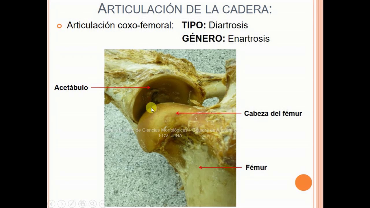 Articulación coxofemoral del equino - YouTube
