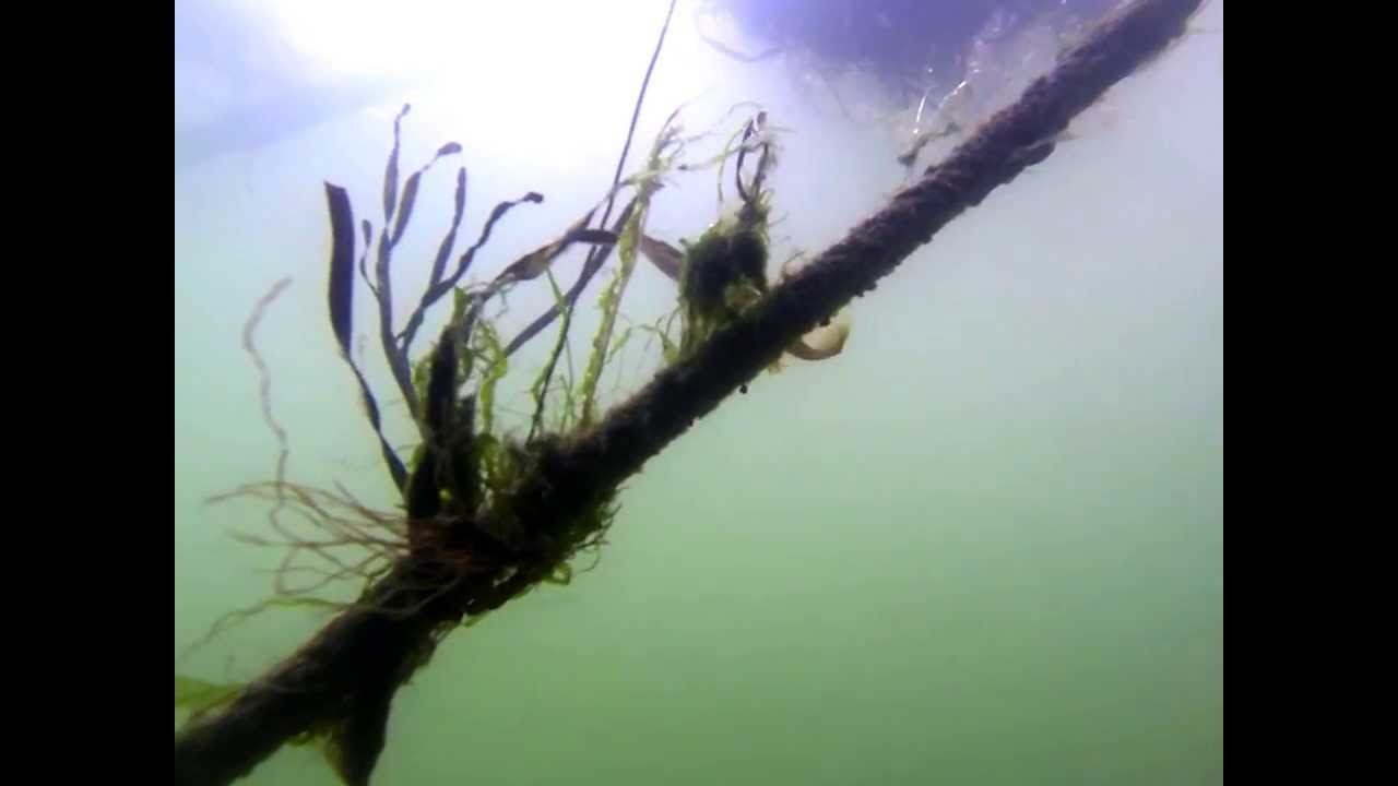 15 spine stickleback - YouTube