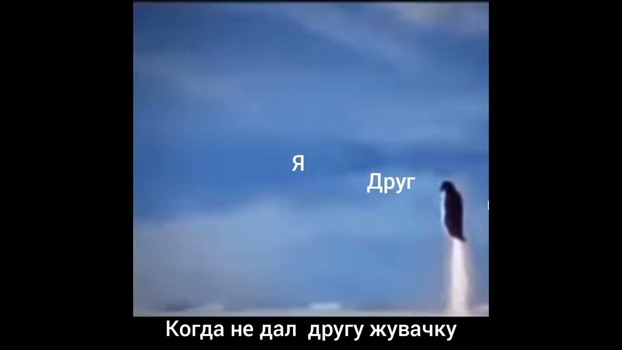 пингвин поко - YouTube