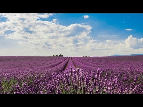 Turkey's Kuyucak lavender fields draw crowds with spectacular bloom ...