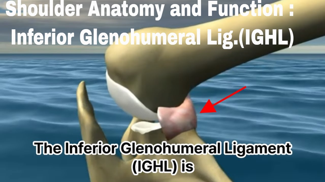 Anatomy And Function Of The Shoulder's Inferior Glenohumeral Ligament (IGHL) - YouTube