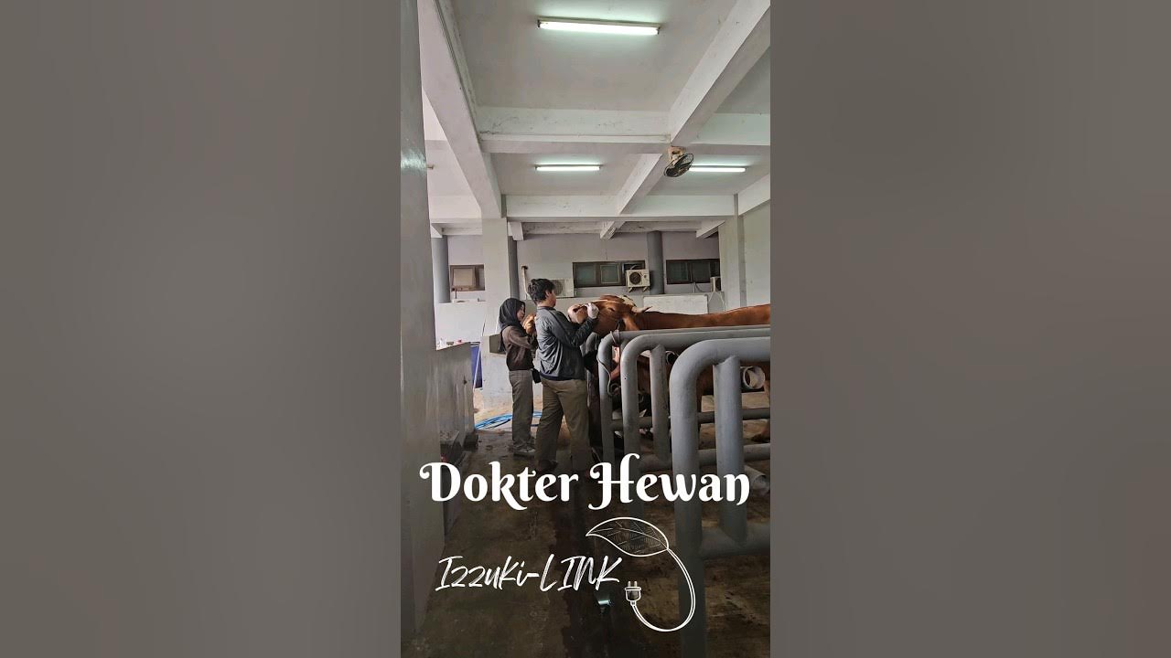 Pengambilan sampel darah sapi #izzukimuhashonah #unair #fkh #fkhunair #kedokteranhewan # ...