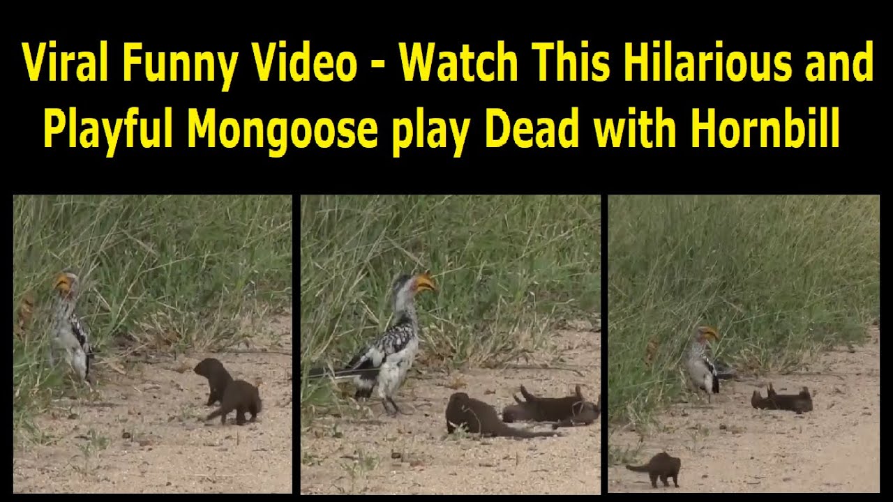 [Funny Viral] Hilarious Video of Mongoose playing Dead with Hornbill ...
