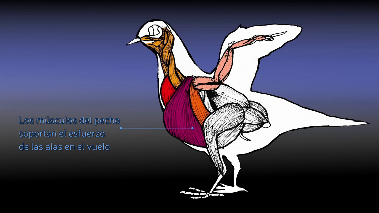 Sistema Muscular De Las Aves
