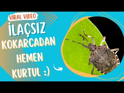 İlaçsız Kahverengi Kokarcalardan pratik bir şekilde hemen kurtul kokarcadan nasıl kurtulursunuz izle