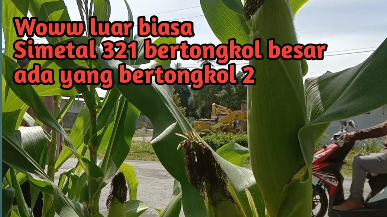🔴Luar biasa Budidaya Jagung Simetal 321 - YouTube