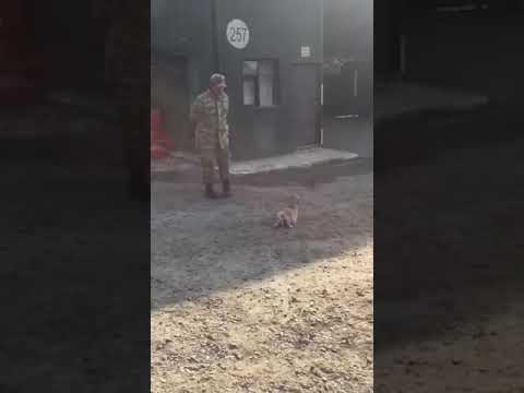 Askeri Disiplinle Yetişen Köpek