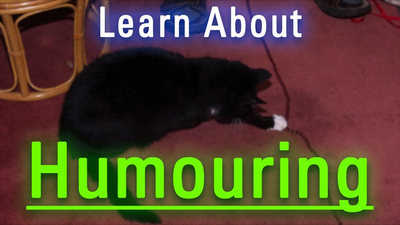 How to Say Humouring in English? | What is Humouring? | How Does ...