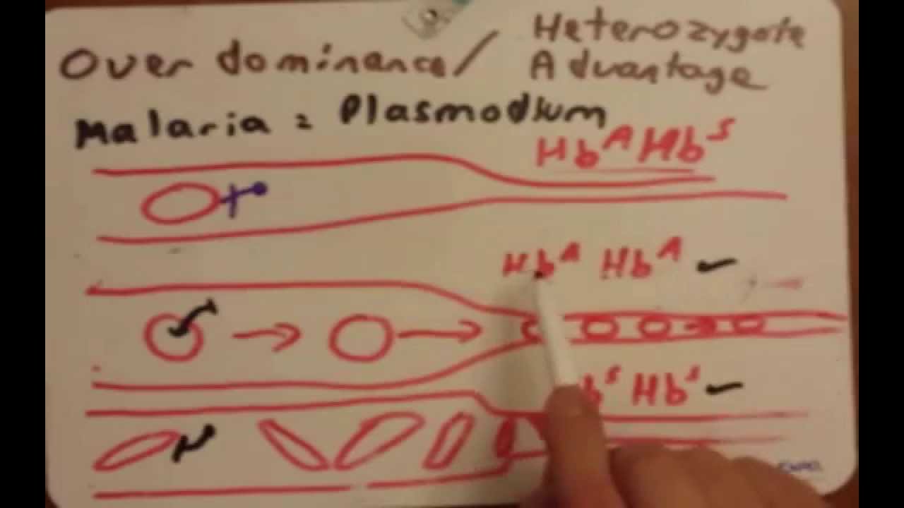 Variations in Gene Dominance, Expressivity and Penetrance - YouTube
