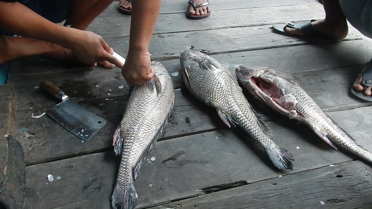 BEDAH PERUT IKAN TIRUSAN....HASILNYA SUPER SEMUA - YouTube