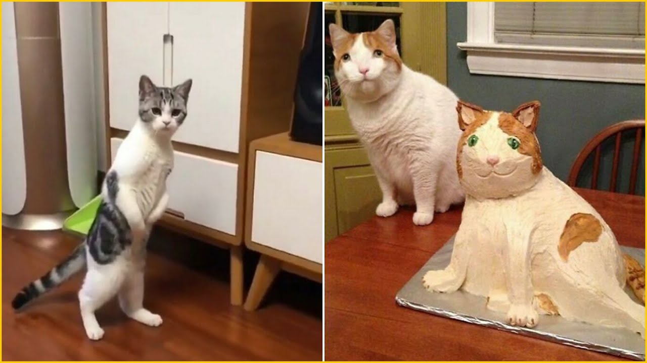 50 Unhinged Cat Pics That Require No Context To Be Enjoyed - Funny cat ...