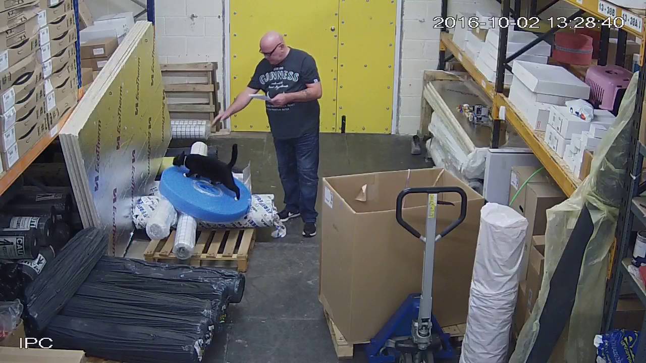 Guard cat showing what he's made of. Crazy cat, warehouse, cat, funny ...