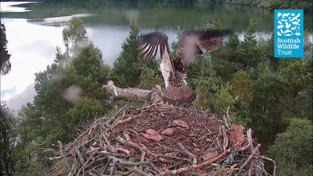 Osprey Sibling Takes To The Skies - (Loch of the Lowes Webcam 2023) - YouTube