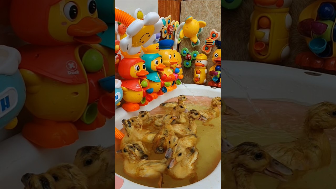 wow..!! Outside ducky waterwheel color in pool #duck #short - YouTube