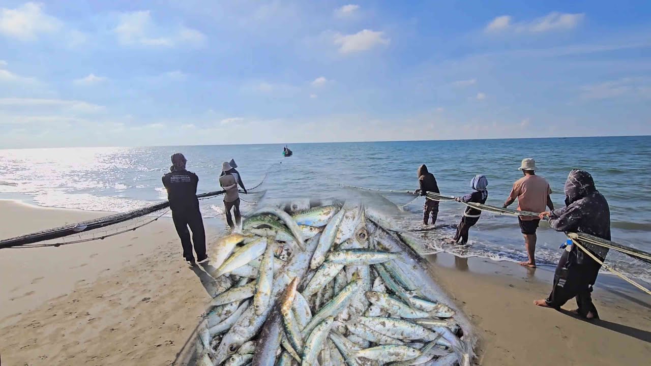 Most Amazing Beach Trawl Nets Catch Fish With Beach Trawl Nets - YouTube