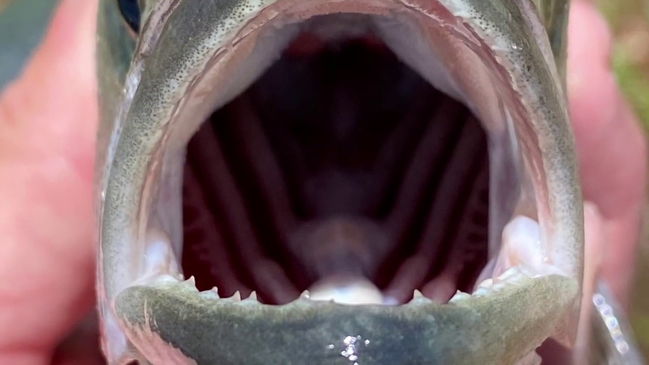 Bluefish Takeover, St. Augustine Beach, FL - YouTube