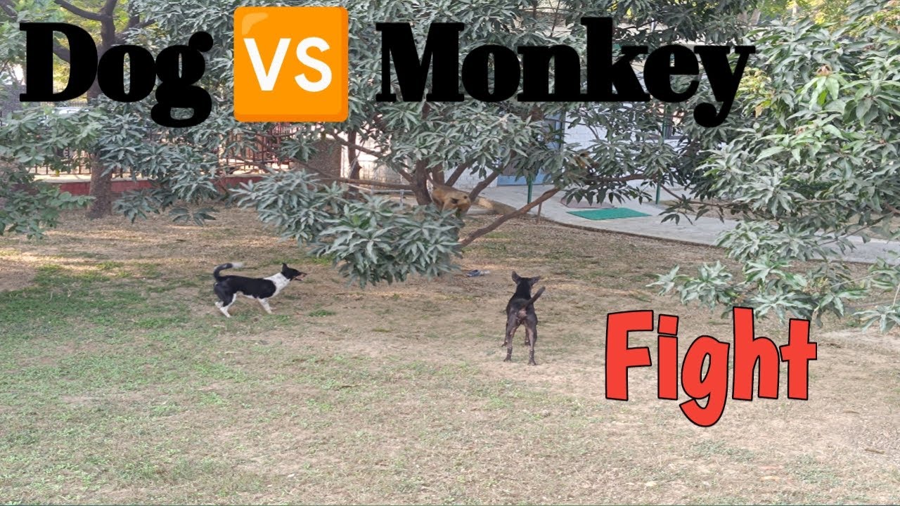 Dog 🆚Monkey🐒🐵🙈 fight | Dog Frank with Monkey🐒🐵 - YouTube
