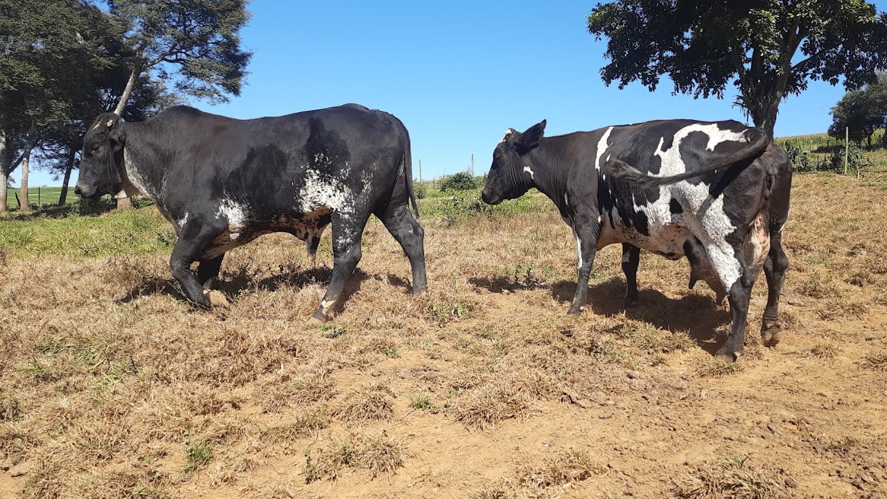 CINCO motivos para você comprar uma vaca GIROLANDO - YouTube