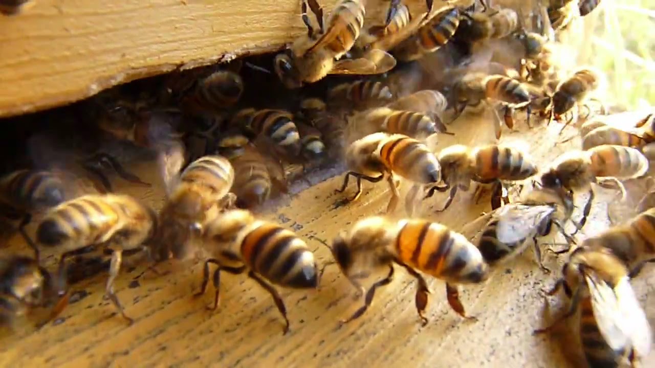 Api ventilatrici - YouTube