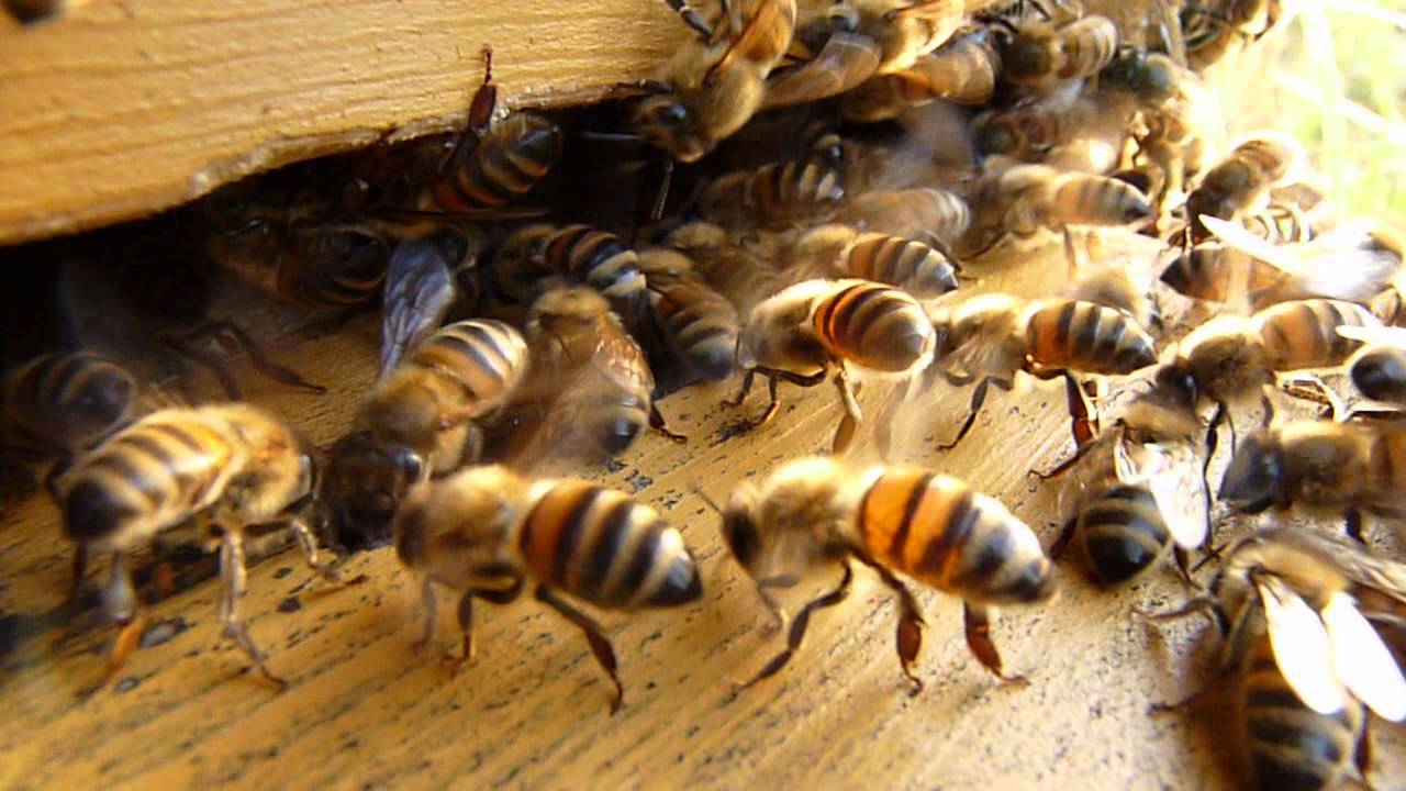 Api ventilatrici - YouTube