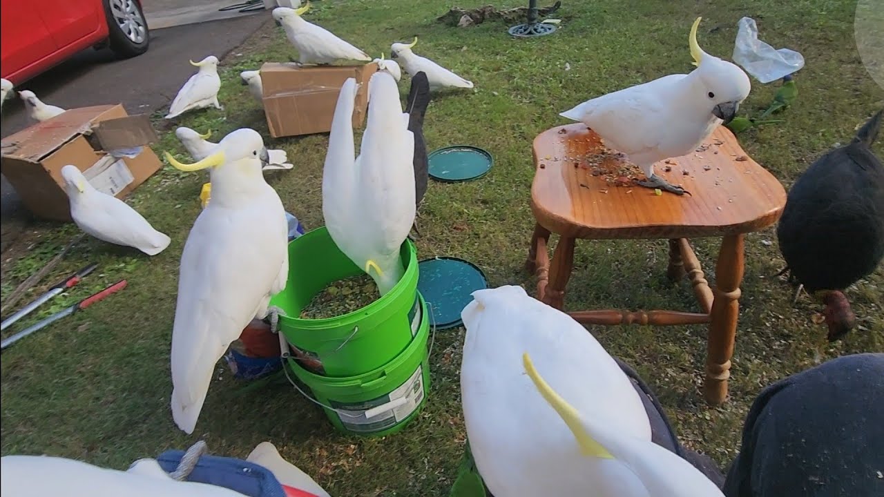 Flocking birds! - YouTube