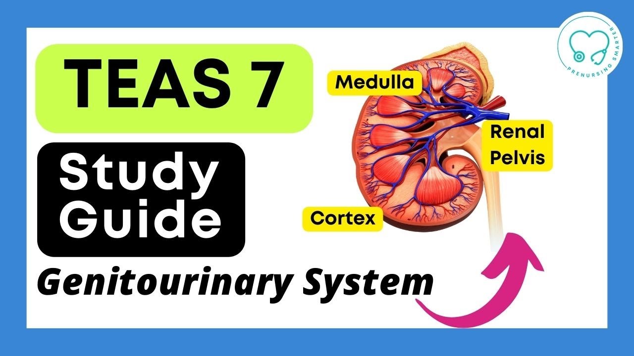 TEAS Science Study Guide: Kidneys! - YouTube