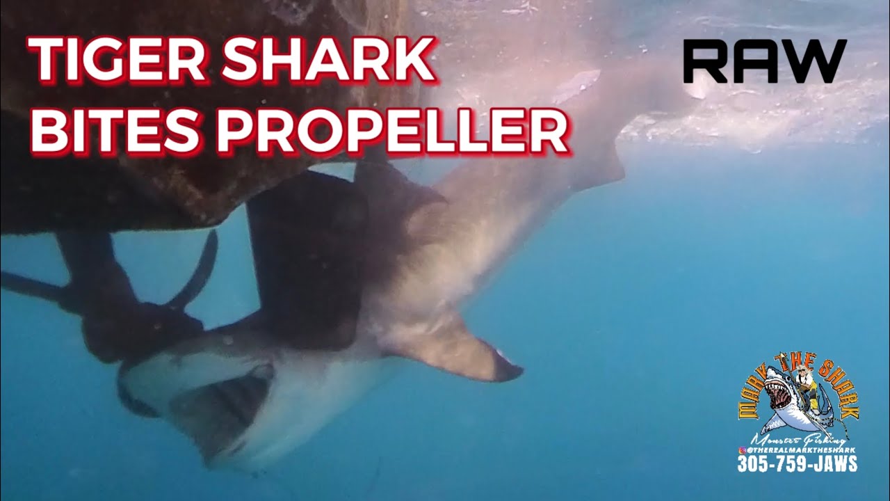 Tiger shark bites propeller @TheRealMarkTheShark @thereelcrockett # ...