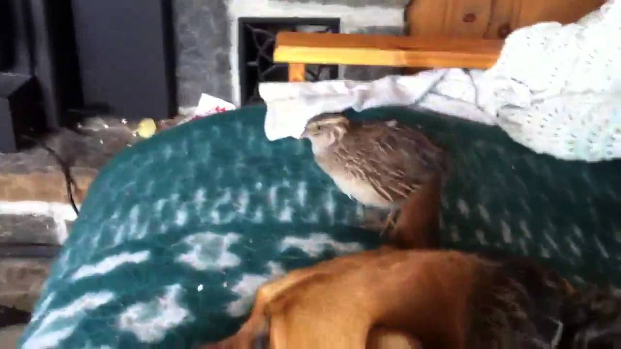 Quinn the quail, our pet - YouTube